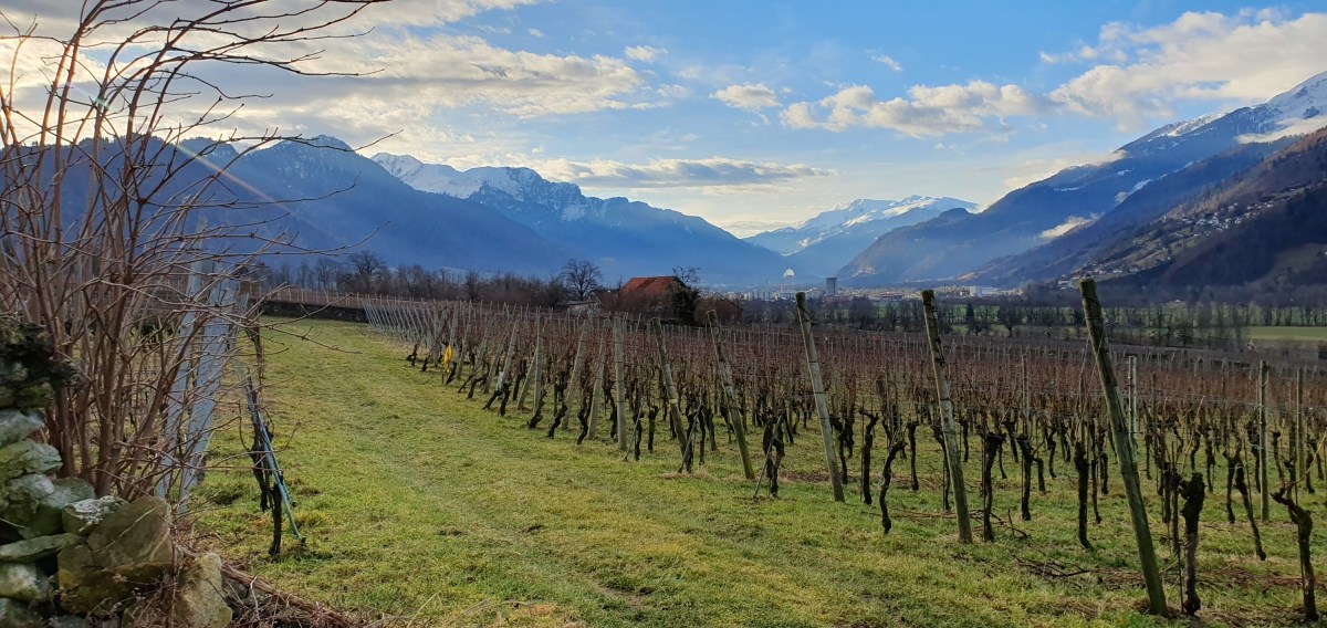 Liesch Weine: still und heimlich an die absolute Spitze der Bündner ...